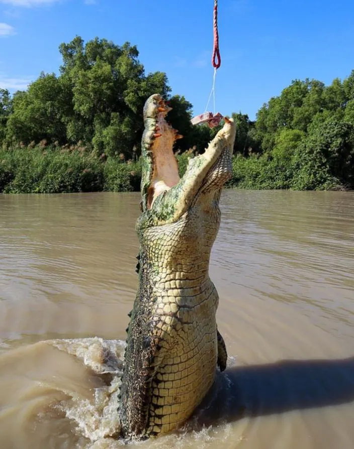 Crocodiles in the Northern Territory